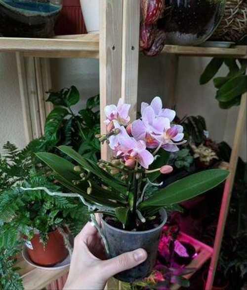 Орхидея фаленопсис колибри