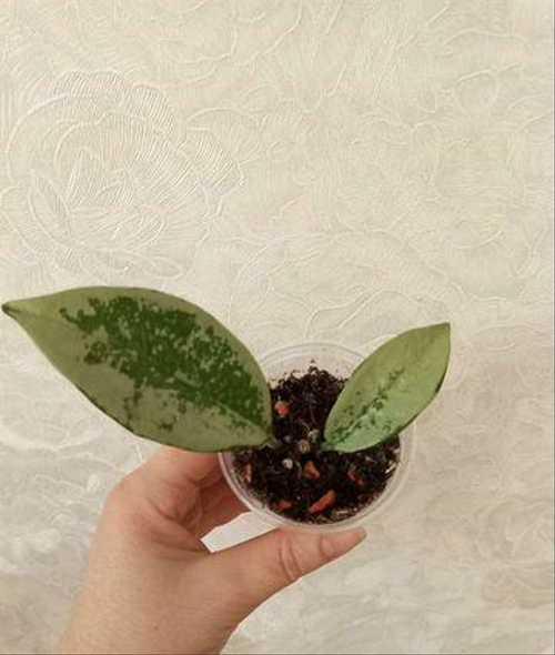Hoya ah-074