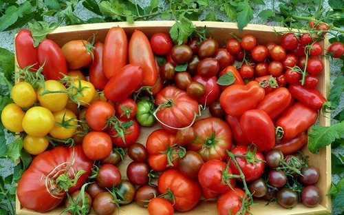 Семена Томатов (помидор) более 200 сортов Доставка