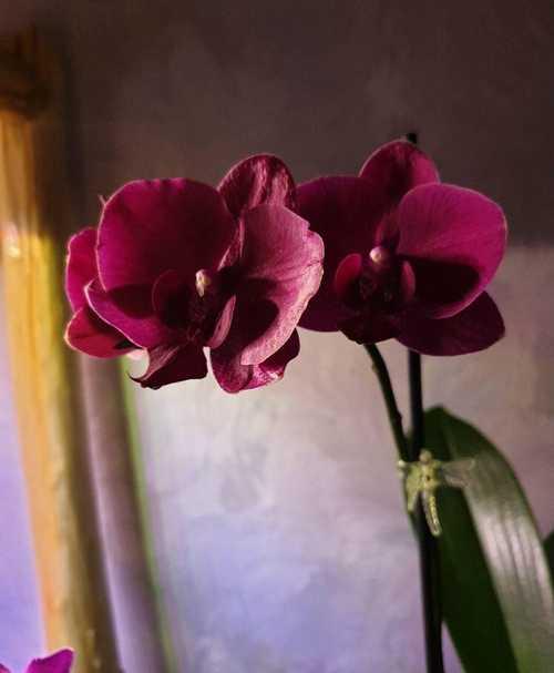 Орхидея фаленопсис "Паваротти"