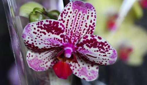 Сортовая орхидея восковик 964025 Фронтера цветет