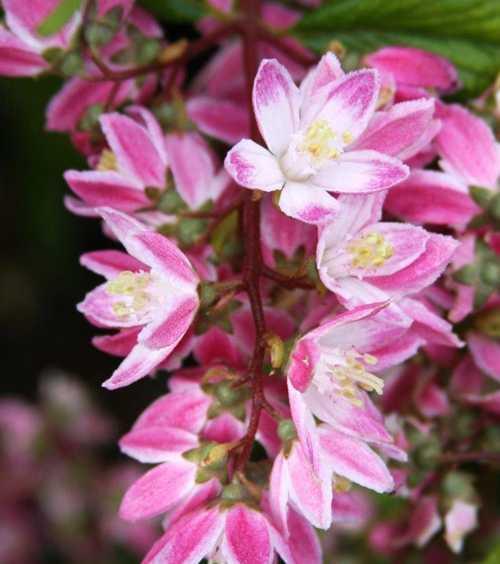 Дейция шершавая