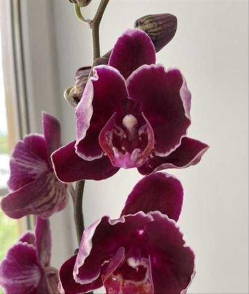 Орхидея пелорик цветущая