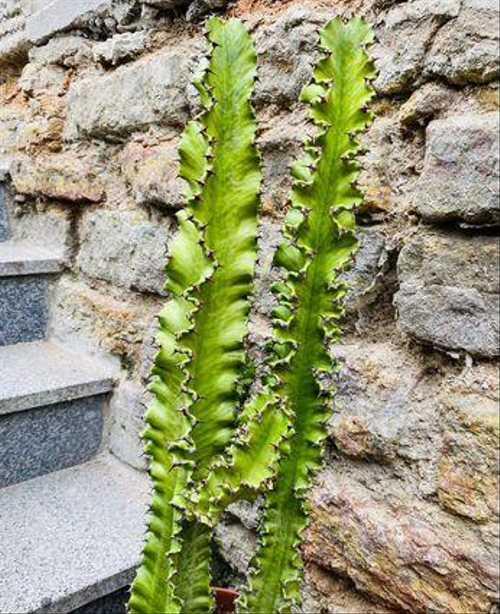 Суккулент Euphorbia Eritrea Variegata