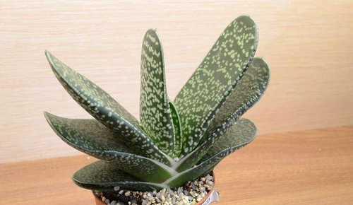 Gasteria sp. (Гастерия) (SCT28105)