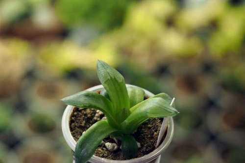 Хавортия (Haworthia pygmaea Ice City)