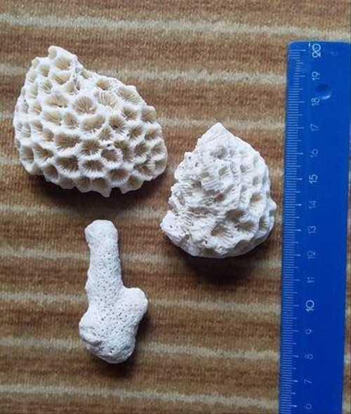 Ракушки и кораллы для аквариума или поделок