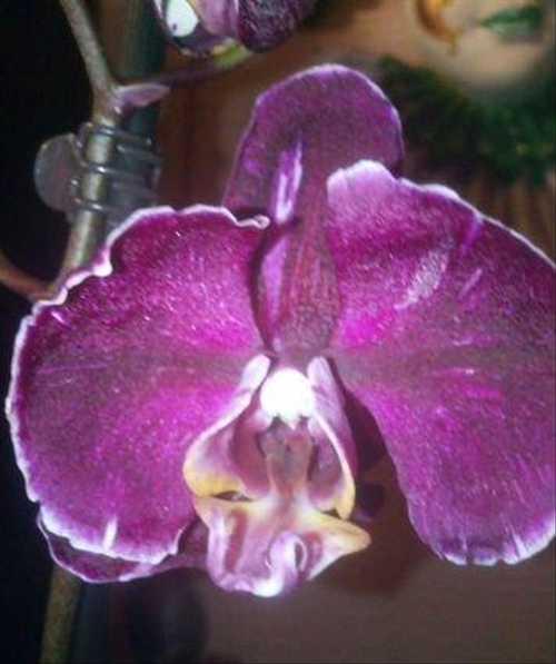 Орхидея фаленопсиси каменная роза