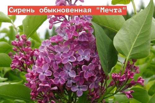 Сирень обыкновенная Мечта /С3