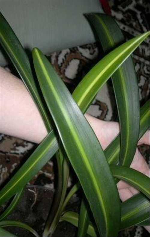 Hippeastrum reticulatum striatifolium