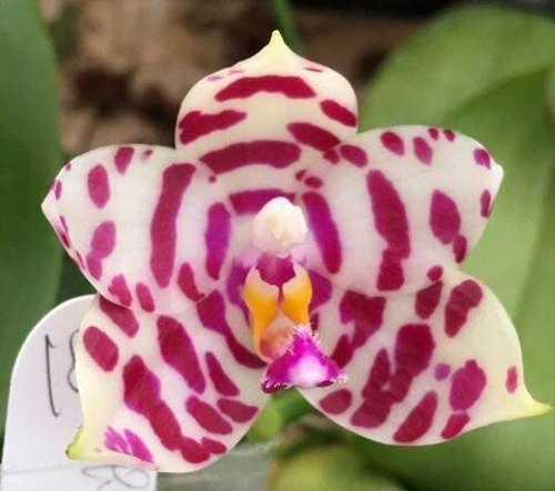 Орхидея Phal KS Super Zebra