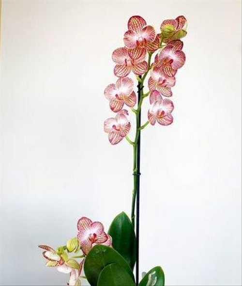 Орхидея фаленопсис равелло бантик бабочка