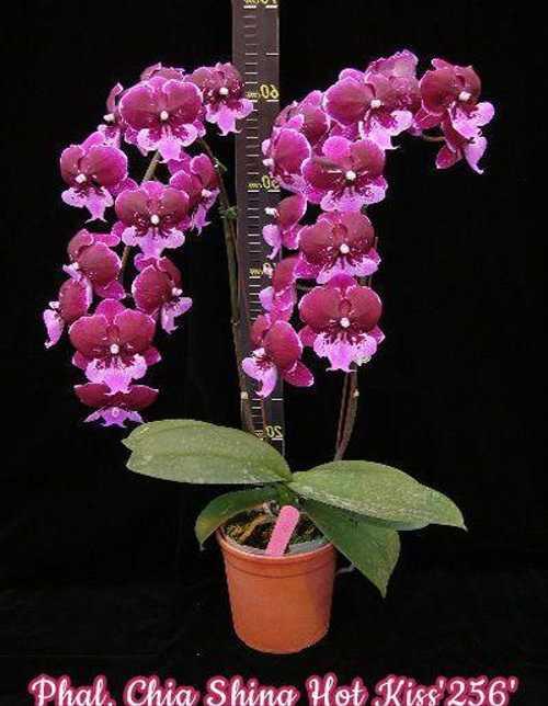 Орхидея Phal. Chia-Shing Hot Kiss '256' B21 2.5