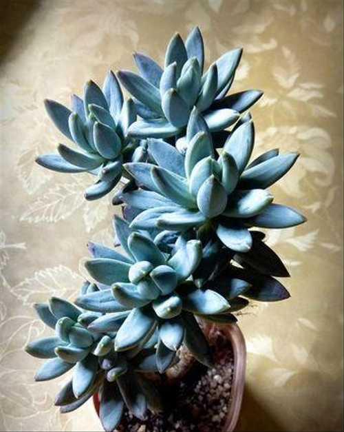Суккулент Пахифитум Хукера Pachyphytum Hookeri