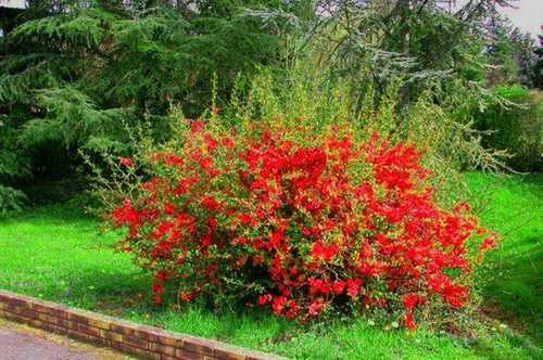 Айва японская средняя Pink Storm