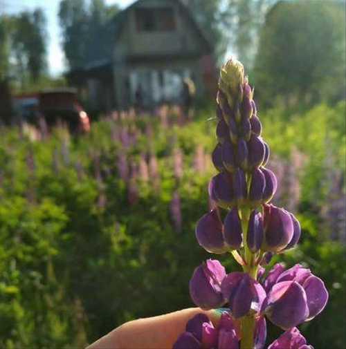 Люпины многолетние
