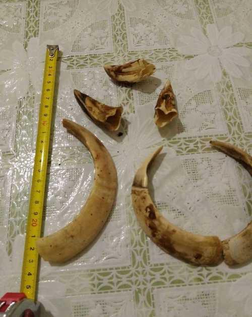 Клыки кабана