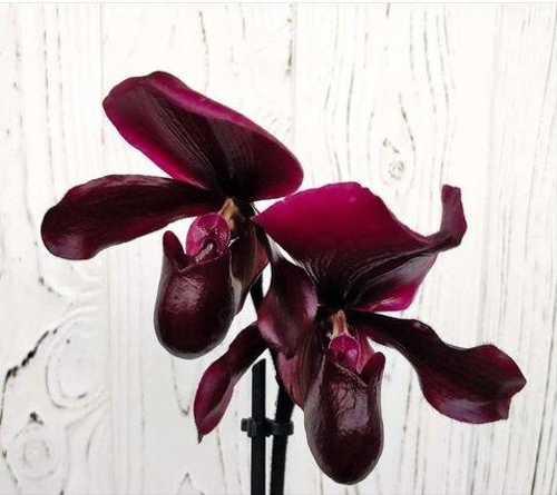 Орхидея башмачок Paphiopedilum Black Jack