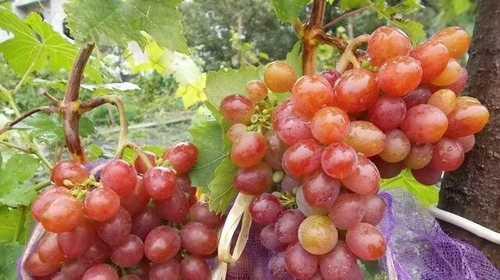 Саженцы ранних сортов столового винограда