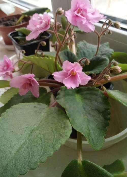 Фиалка цветущая