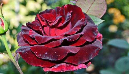 Саженцы розы Блэк Мэджик (зкс)