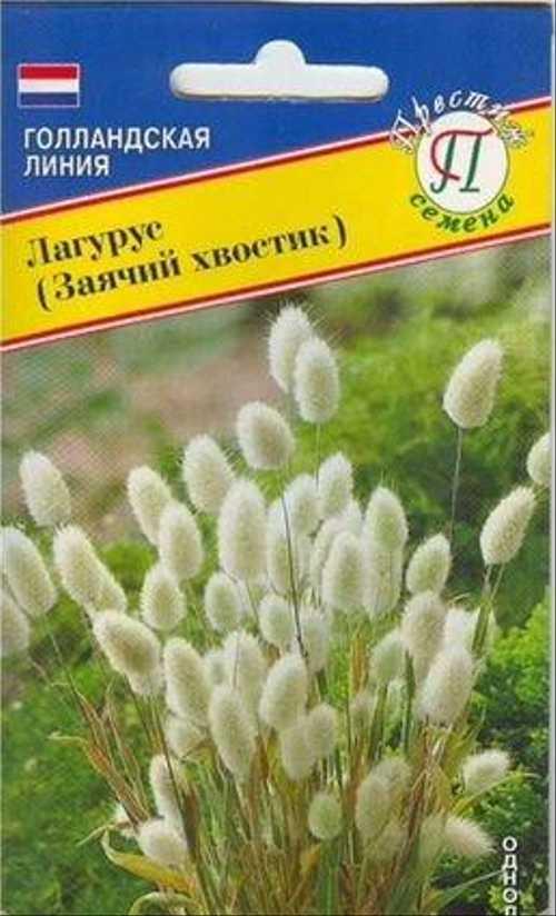 Лагурус (заячий хвостик) рассада