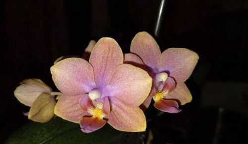 Орхидея фаленопсис dusty bell