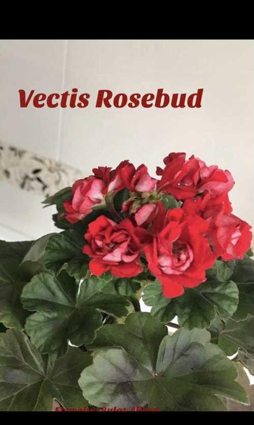 Пеларгония Vectis Rosebud