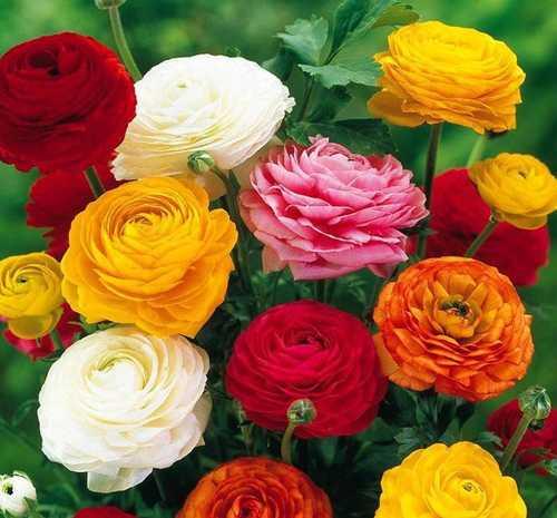 Ранункулюс для выгонки на срез и горшечный