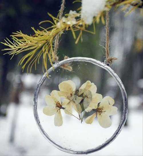Гербарий в стекле