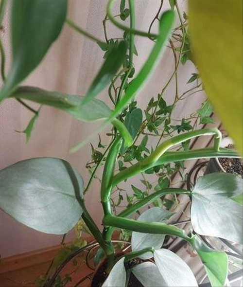 Филодендрон сильвер квин фото взрослого растения
