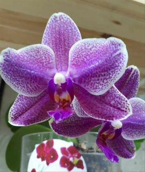 Орхидея фаленопсис P. Giodoro