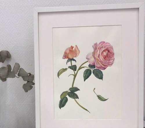 Картина роза акварелью