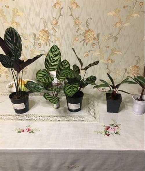 Красивые комнатные растения