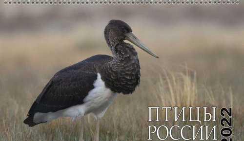 Календарь на 2022 год "Птицы России"