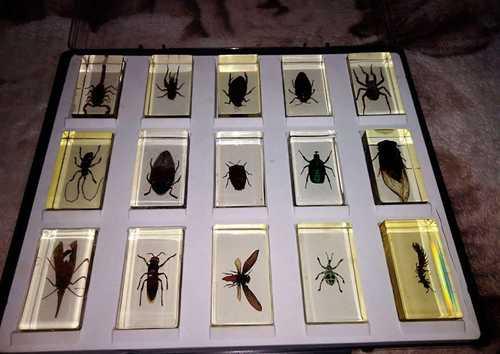 Коллекционный набор насекомых