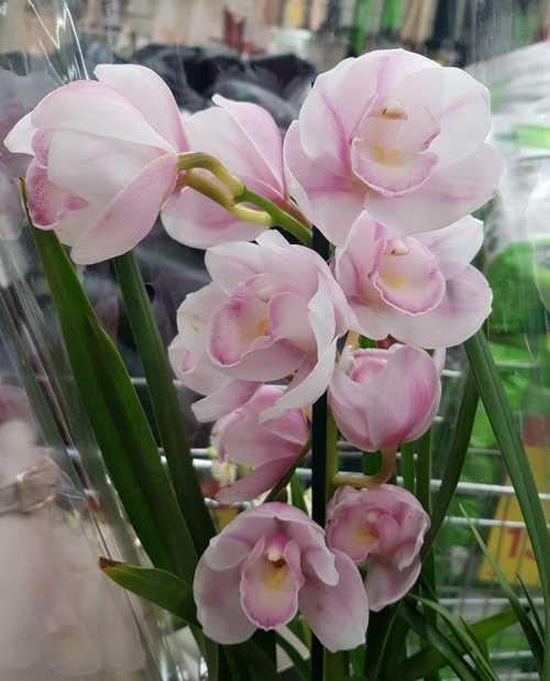 Орхидея фаленопсис. Цимбидиум
