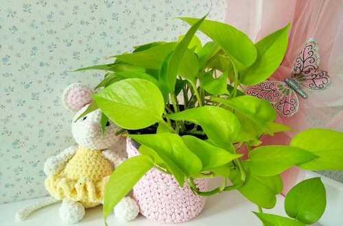 Сциндапсус Golden Pothos