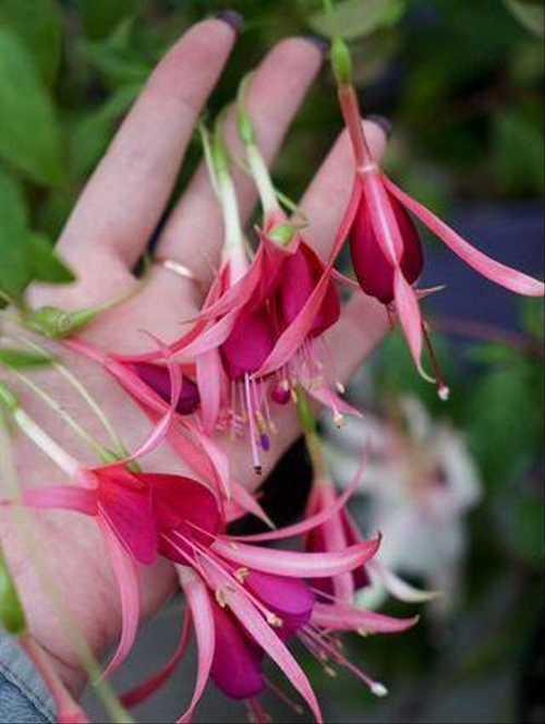 Фуксия frozen tears фото и описание