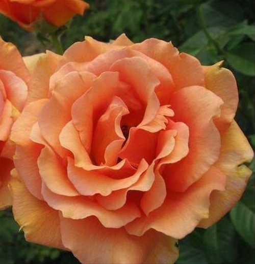 Роза чайно гибридная ашрам фото