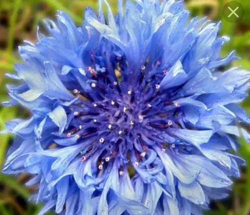 Цветы многолетники