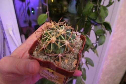Кактус Ferocactus latispinus