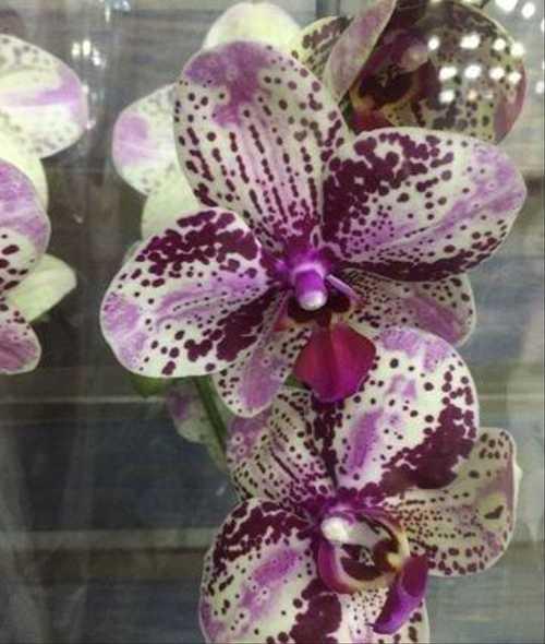 Орхидея фаленопсис Фронтера Phalaenopsis Frоntera