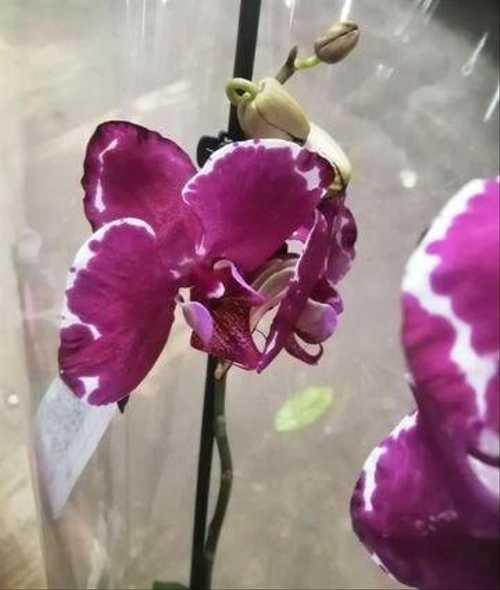 Орхидея фаленопсис гибрид 575