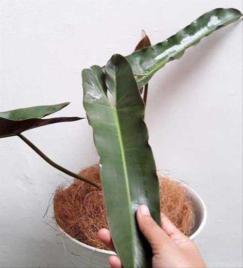 Филодендрон Philodendron atabapoense Тай