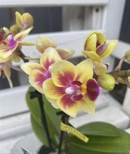 Орхидея фаленопсис Сого (мини)