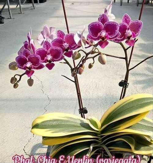 Орхидея Phalaenopsis Chia E Yenlin, variegata (отц