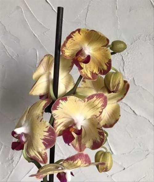 Орхидея фаленопсис Papagaya