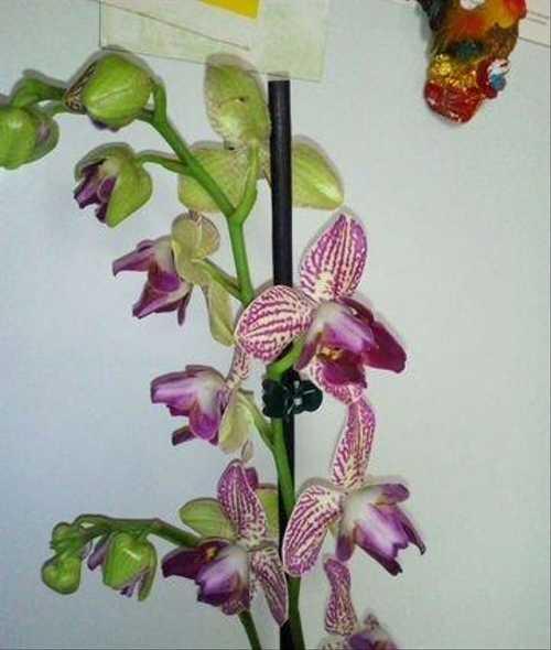 Орхидея Фаленопсис Аркадия трилипс