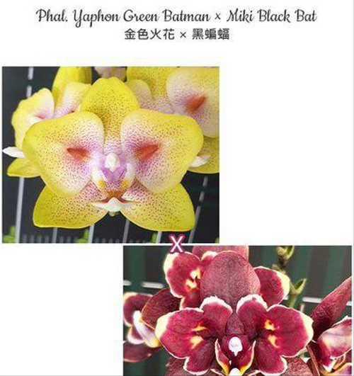 Phal. Yaphon Green Batman Miki Black Bat
